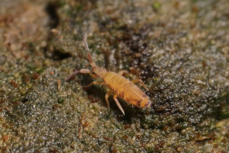 Ronde Haven - NVWC, Natuur- en Vogelwacht Culemborg e.o.